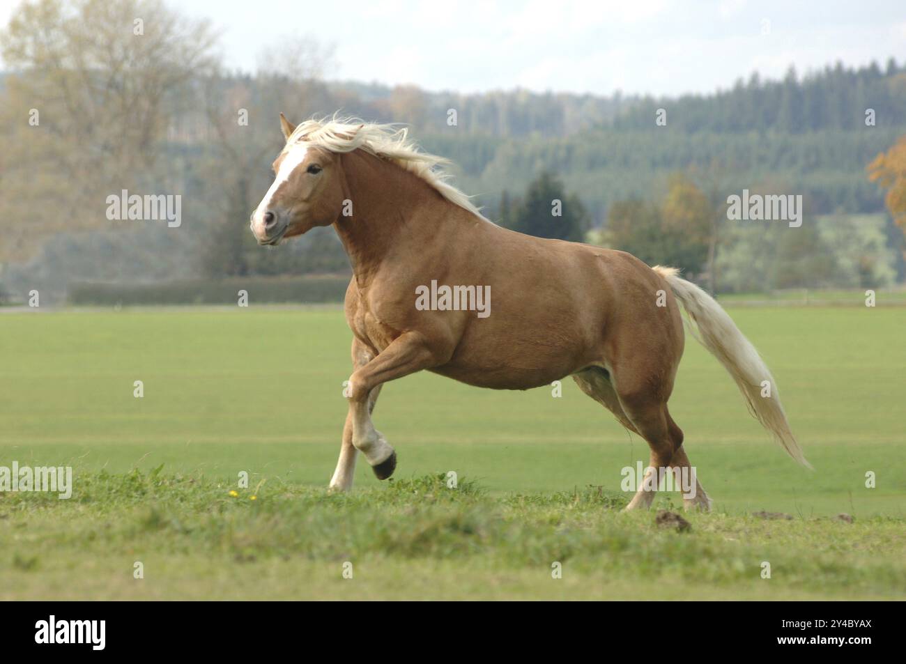 Pony haflingers hi-res stock photography and images - Alamy