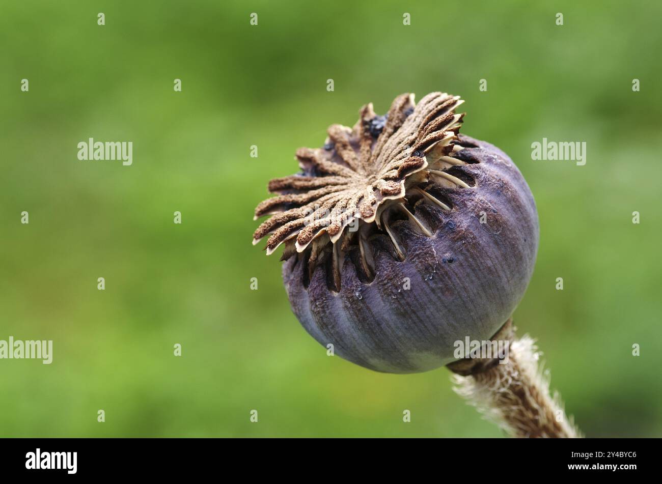 Empty seed pod hi-res stock photography and images - Alamy