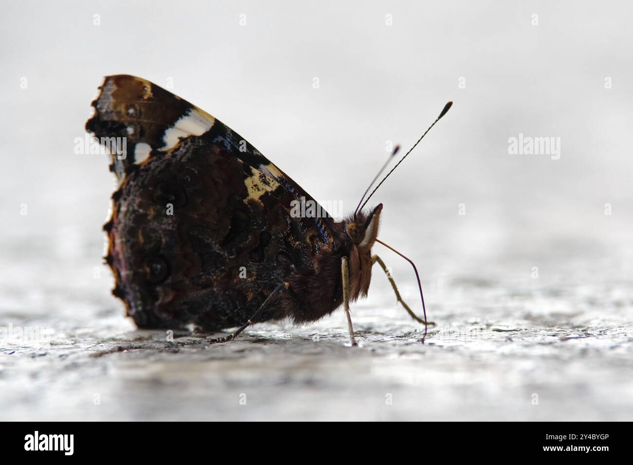 Insect drinks hi-res stock photography and images - Alamy