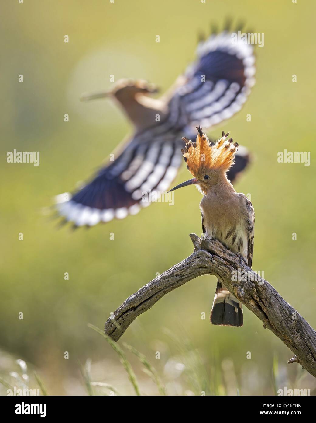 Middle bird displays hi-res stock photography and images - Alamy