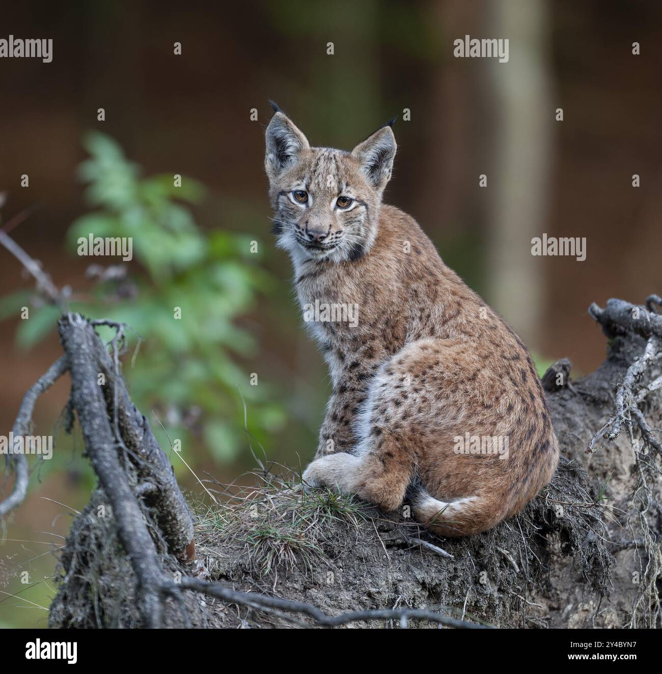 Eurasian lynx (Lynx lynx), young sitting on a tree root and looking ...