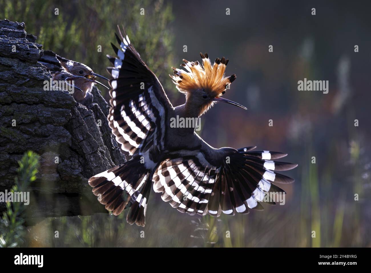 Hoopoe (Upupa epops) Bird of the Year 2022, raised bonnet in backlight ...