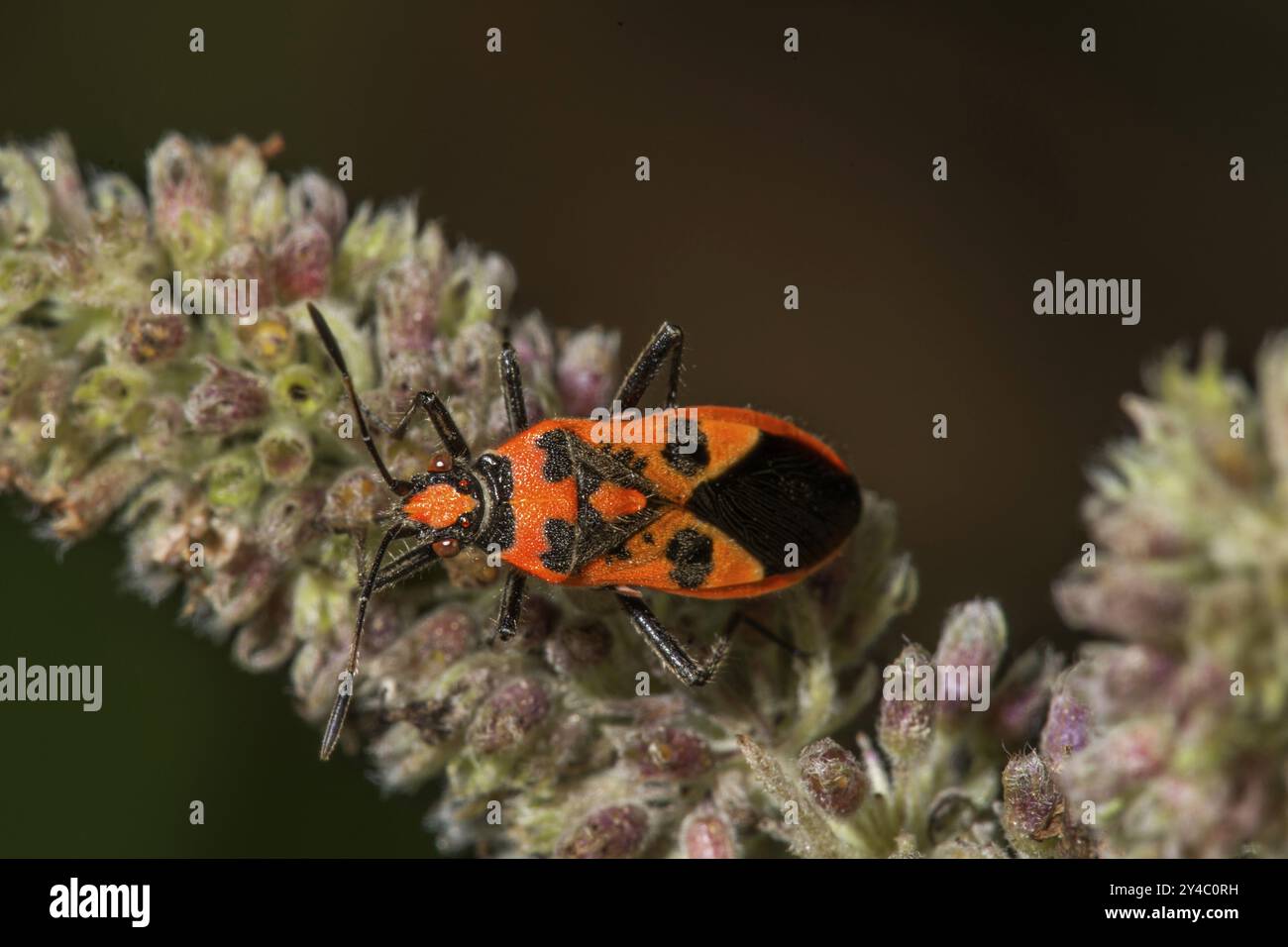 Cinnamon bug (Corizus hyoscyami) on flower buds of horse mint (Mentha ...