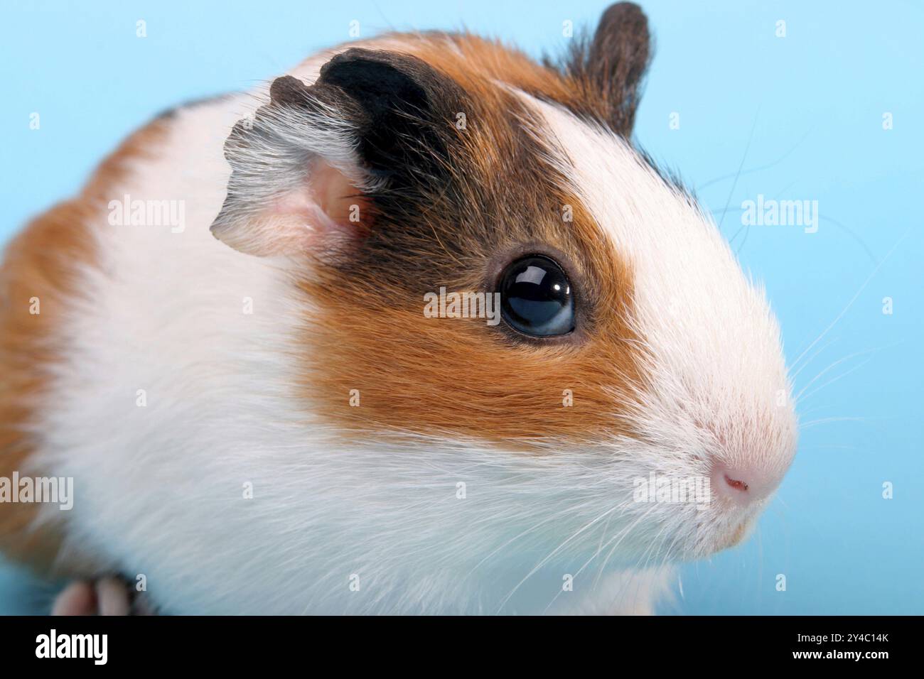 A single guinea pig, Guinea Pig Pig, Portrait, (Caviidae), Rodents ...