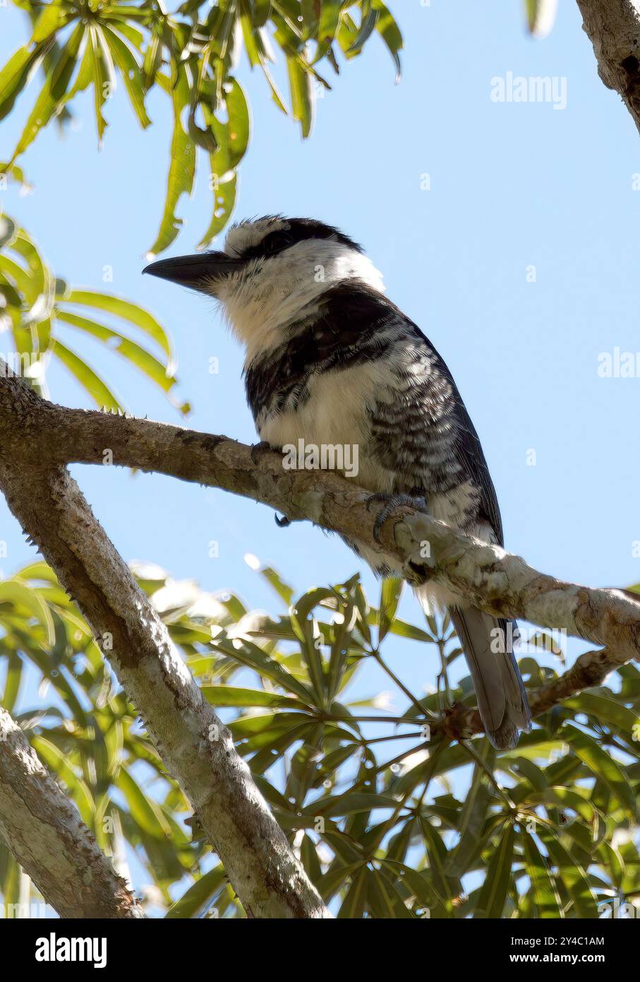 White-necked puffbird, Tamatia à front blanc, Notharchus hyperrhynchus ...