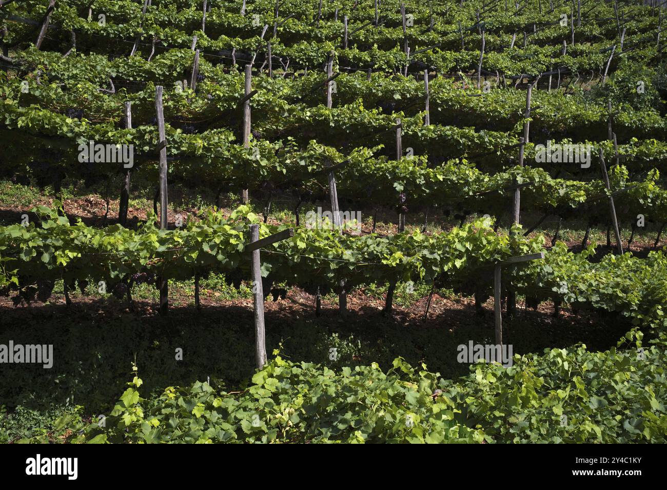 Viticulture and agriculture hi-res stock photography and images - Alamy