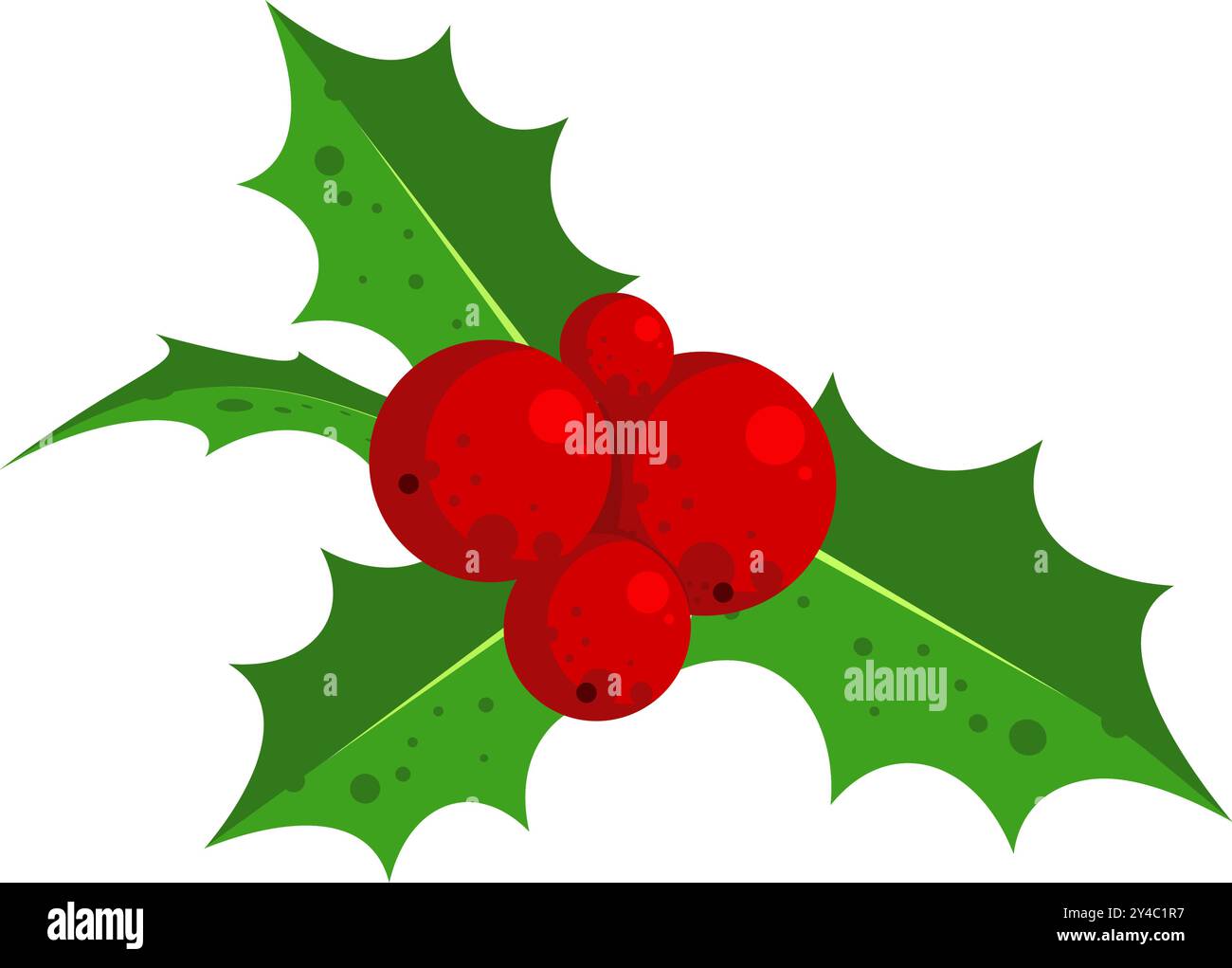 Holly berry - vector illustration Stock Vector Image & Art - Alamy