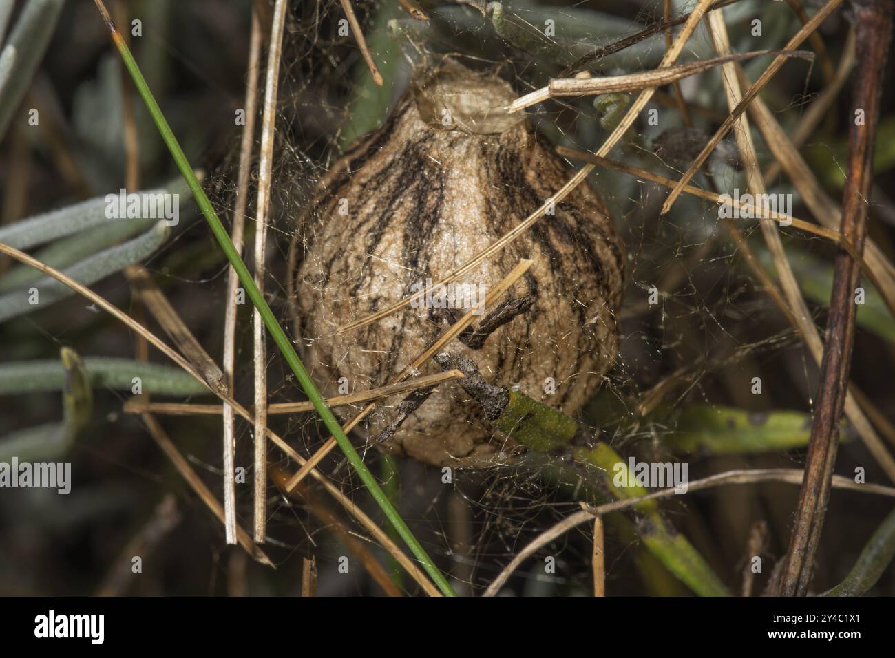 A brown cocoon of the zebra or wasp spider (Argiope bruennichi ...