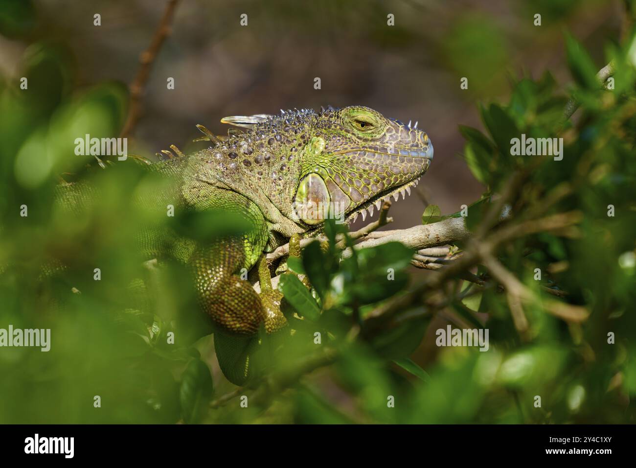Common green iguana (Iguana iguana), on meadow, Pembroke Pines, Florida ...