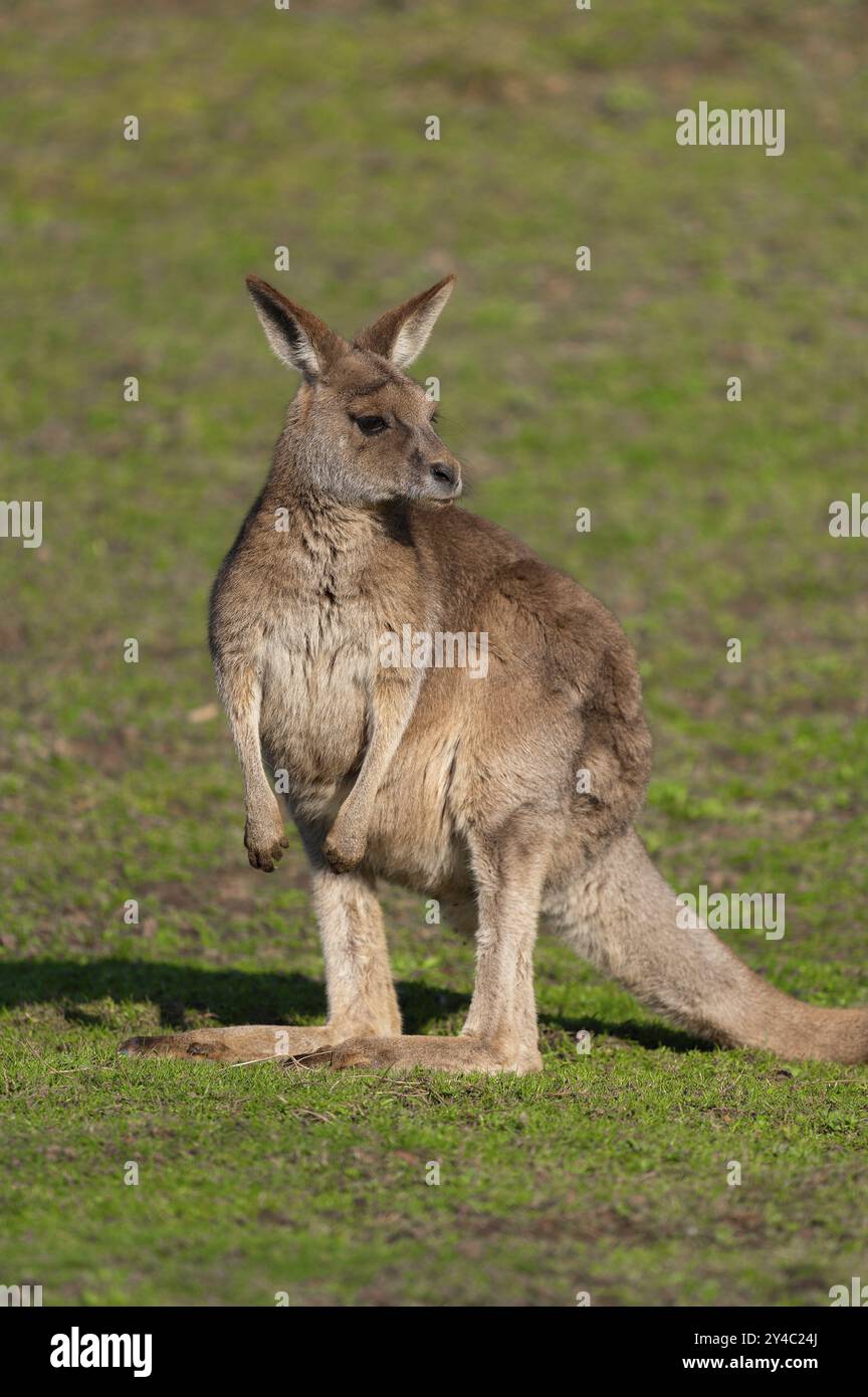 Giant kangaroo (Macropus fuliginosus) stands in a meadow and looks ...