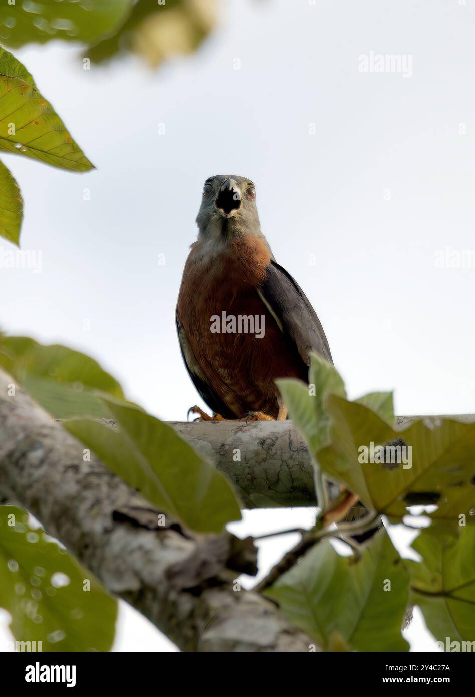 Double-toothed kite,Rostbrust-Zahnhabicht, Harpage bidenté, Harpagus ...