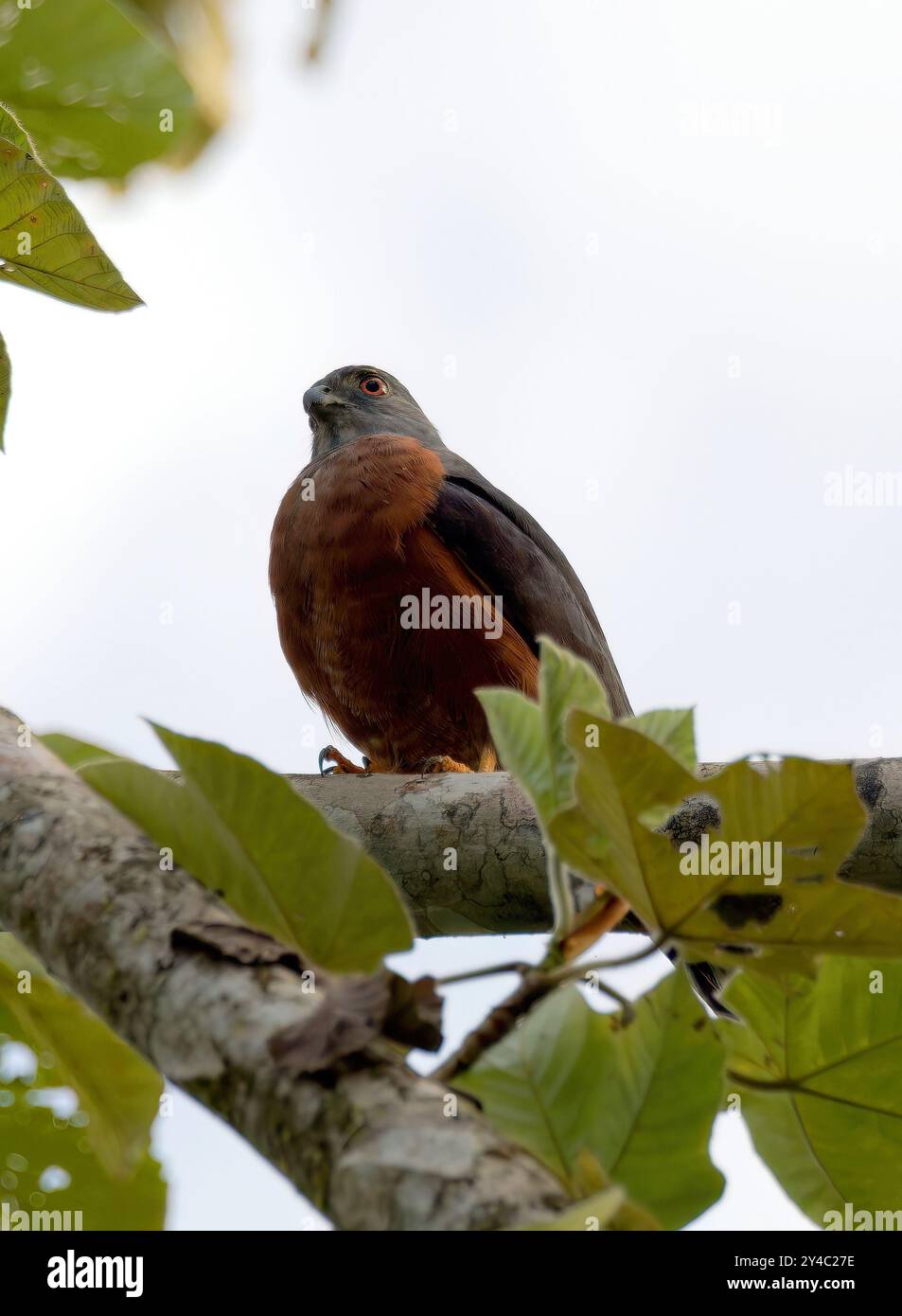 Double-toothed kite,Rostbrust-Zahnhabicht, Harpage bidenté, Harpagus ...