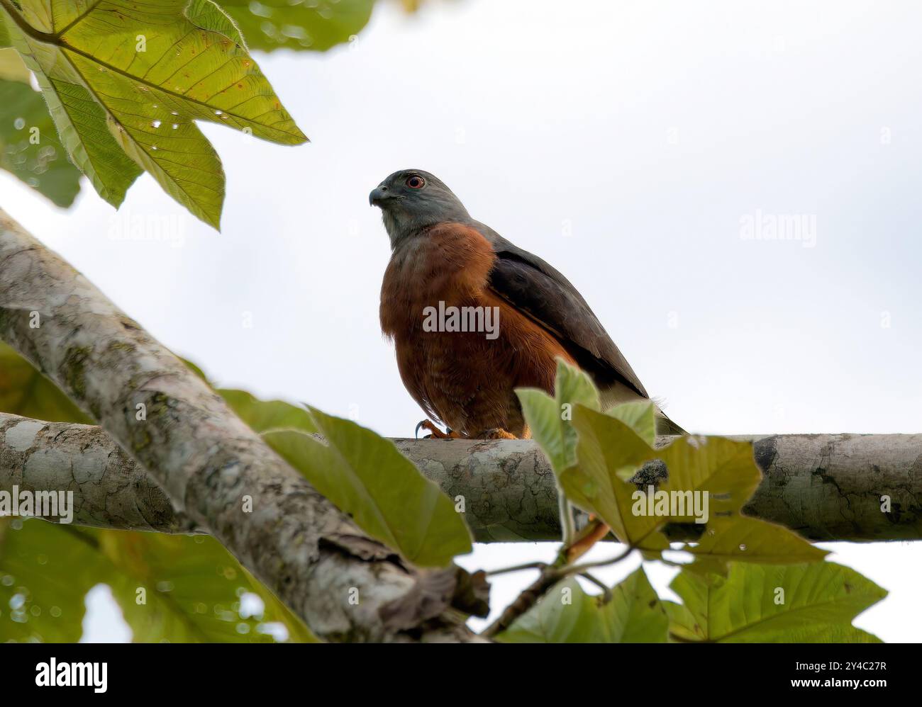 Fogaskanya hi-res stock photography and images - Alamy