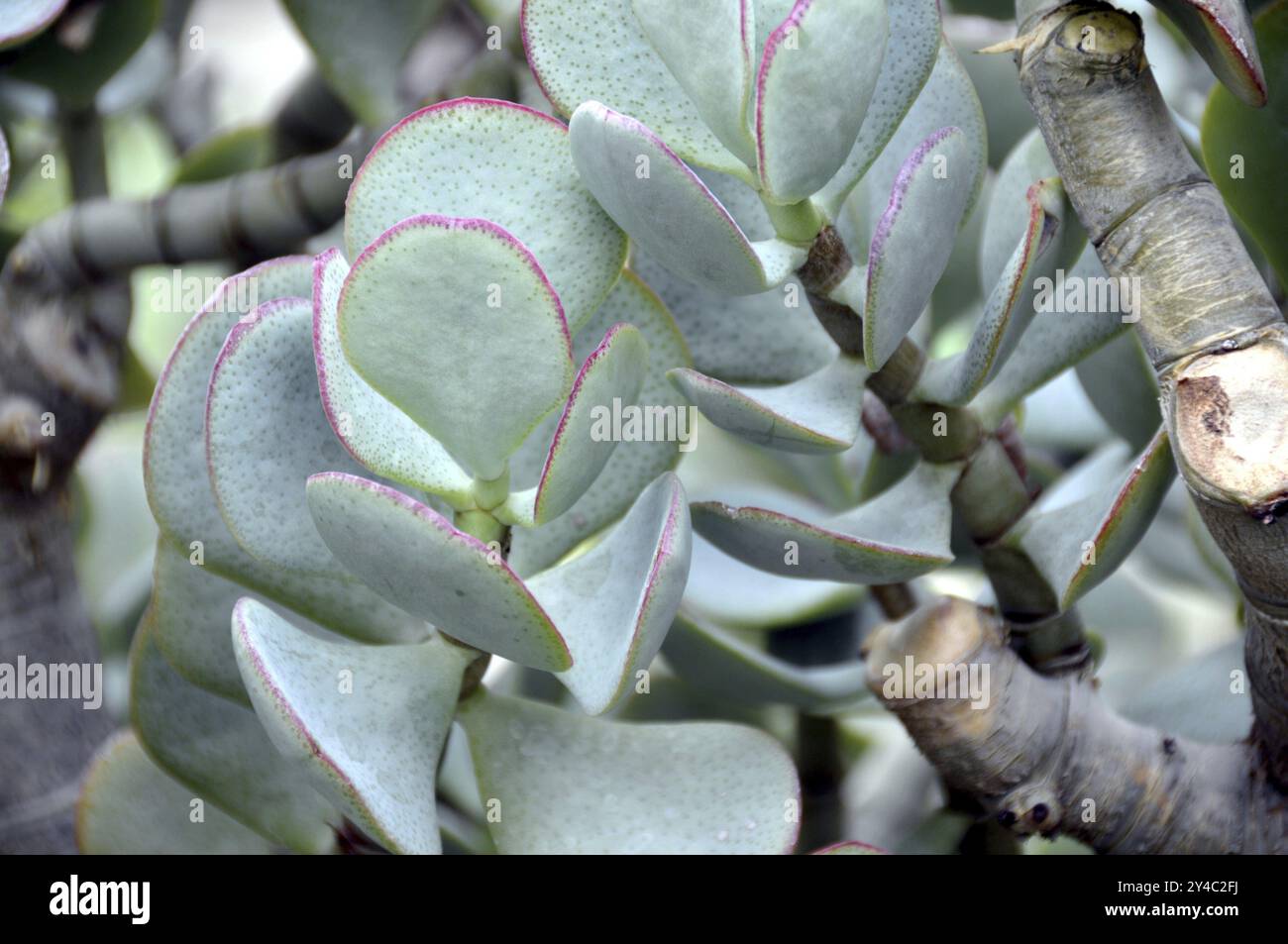 Money tree, Crassula arborescens, South Africa, Africa Stock Photo - Alamy