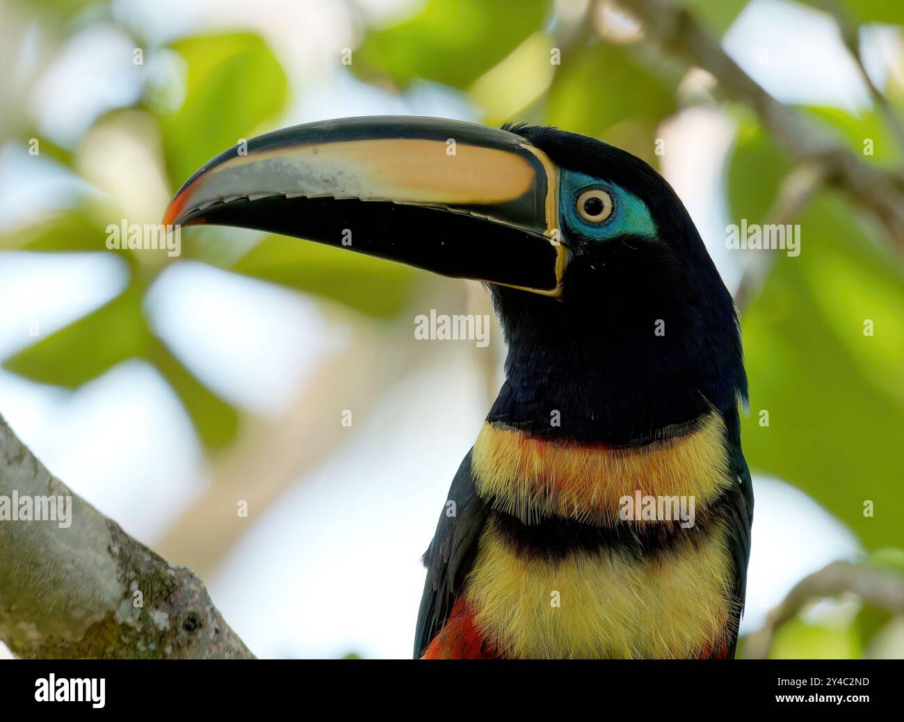 Many-banded aracari, Doppelbindenarassari, Araçari multibande ...