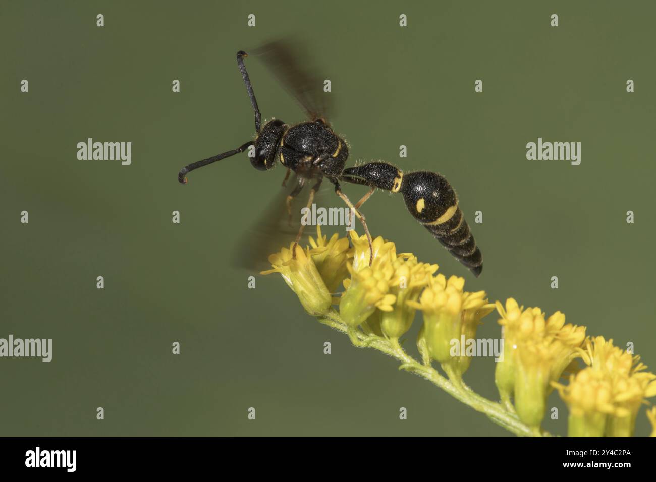 A black and yellow pollen wasp (Eumenes) taking off from Solidago ...