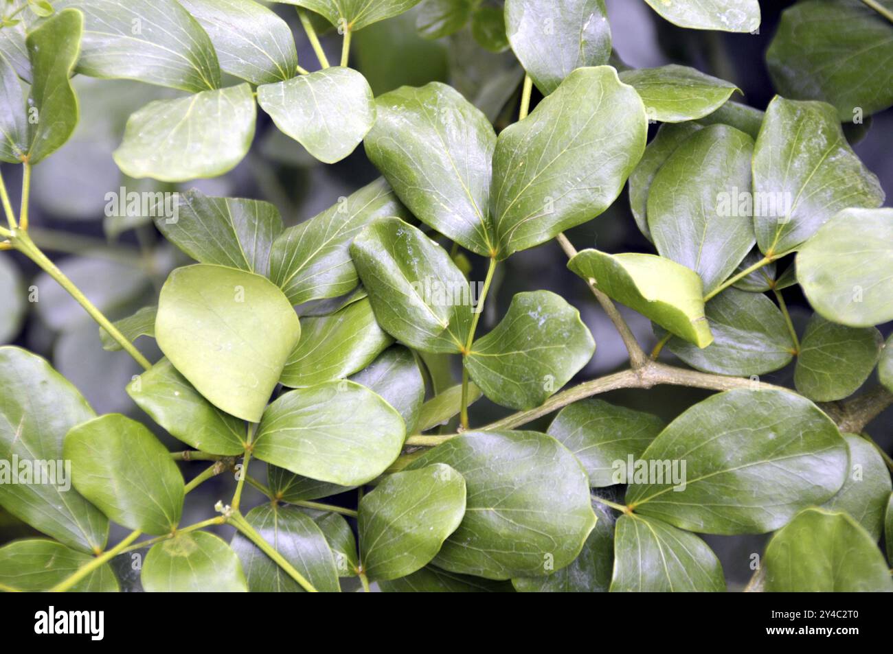 Pockwood, French wood, Guajacum officinale, India, Asia Stock Photo - Alamy