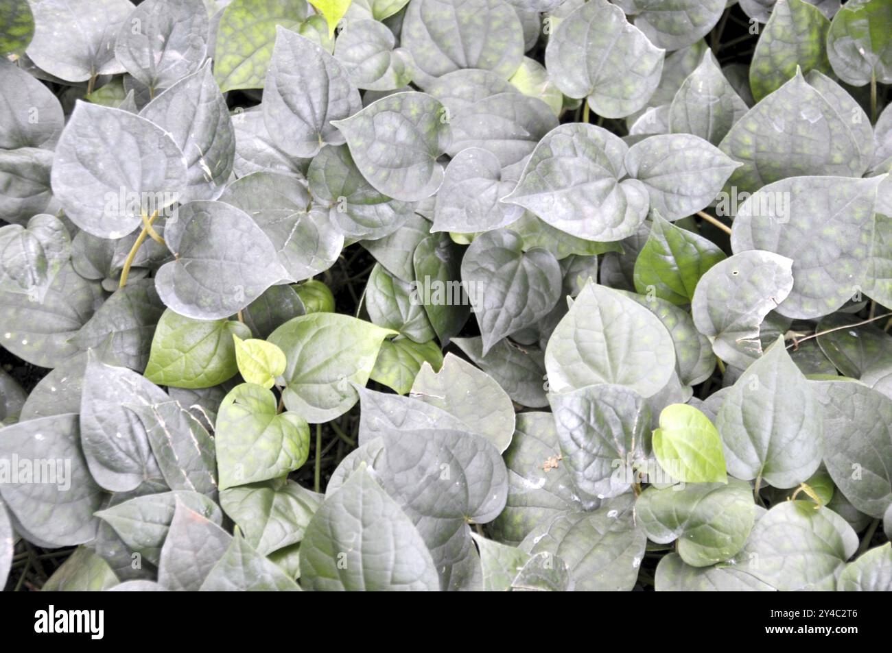 Black pepper, Piper nigrum, Cambodia, Asia Stock Photo - Alamy