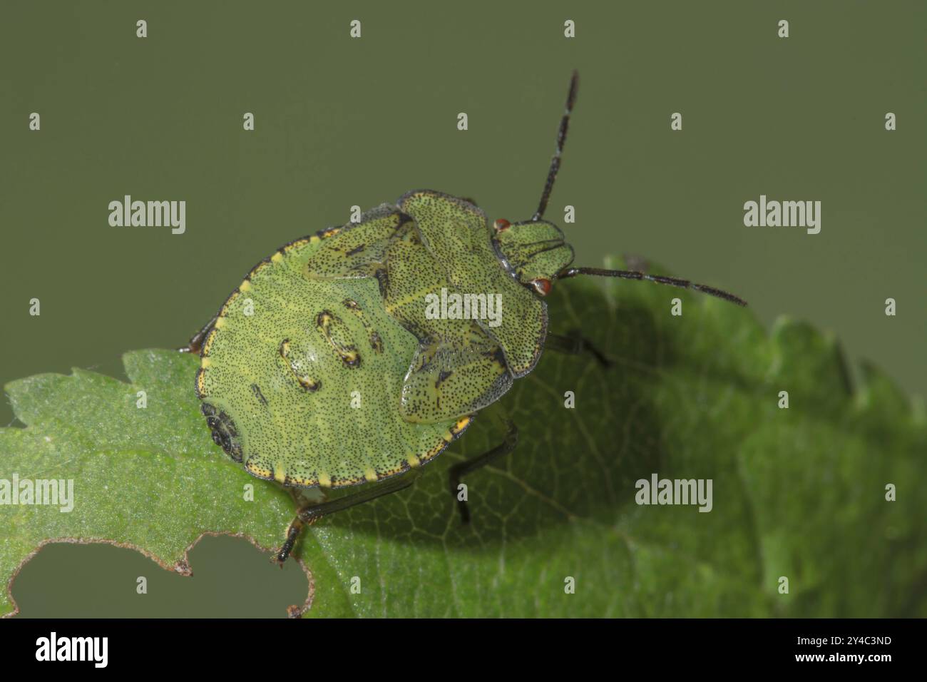 Green shield bug (Paloma pratensis) in the 5th larval stage sitting on ...