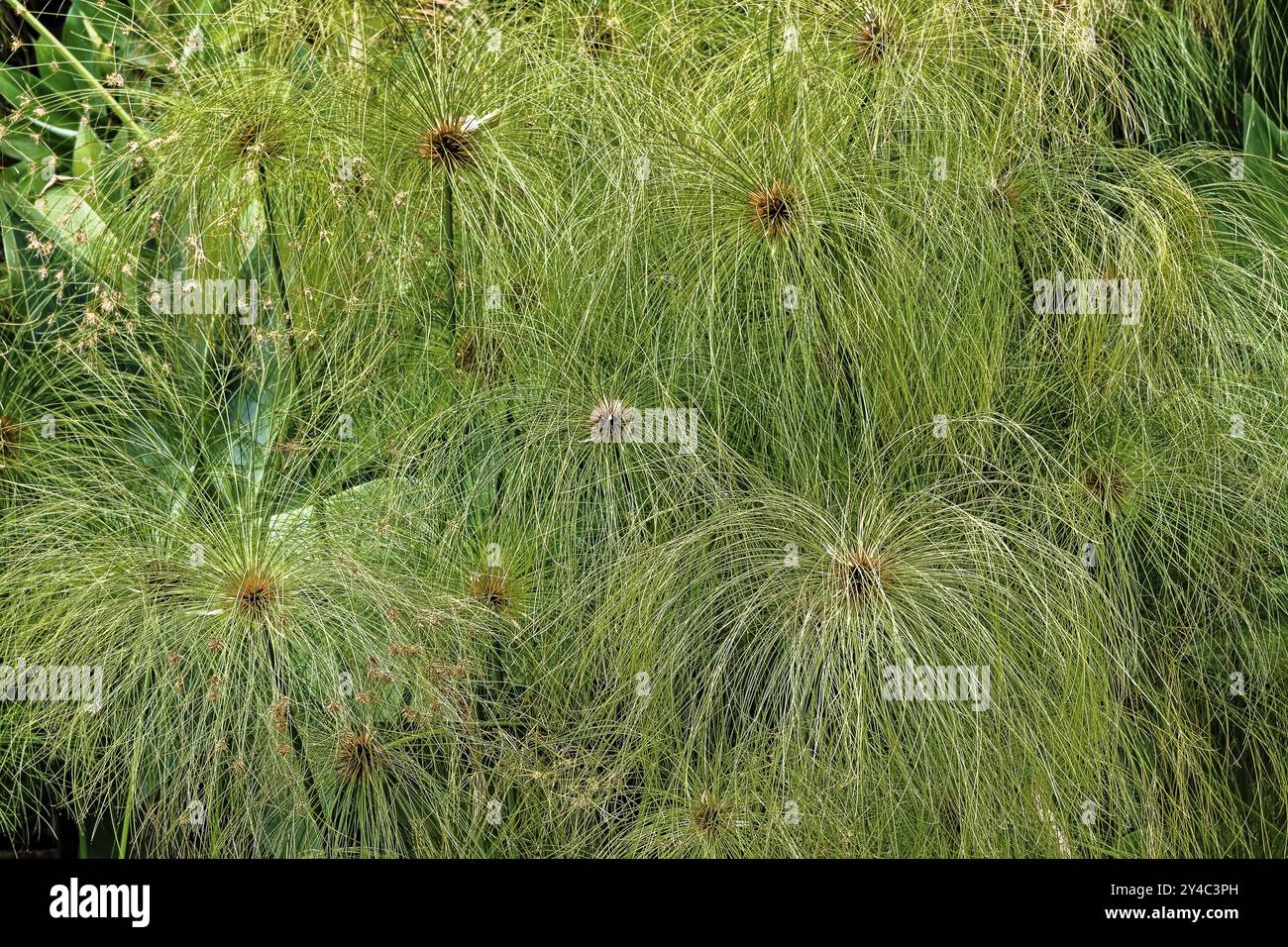 True papyrus, Cyperus papyrus, Egypt, Africa Stock Photo - Alamy