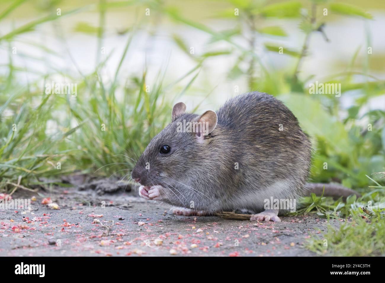 A young Norway rat (Rattus norvegicus) sits on a path in the ...