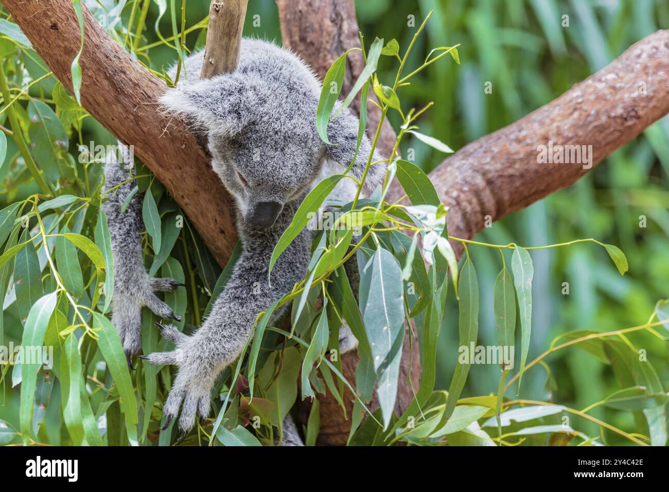 Australian koala bear in a eucalyptus tree in Queensland Stock Photo ...