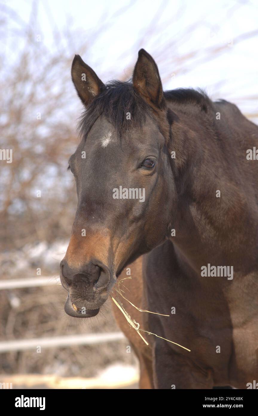 Dark brown horse eating roughage in winter paddock Stock Photo - Alamy