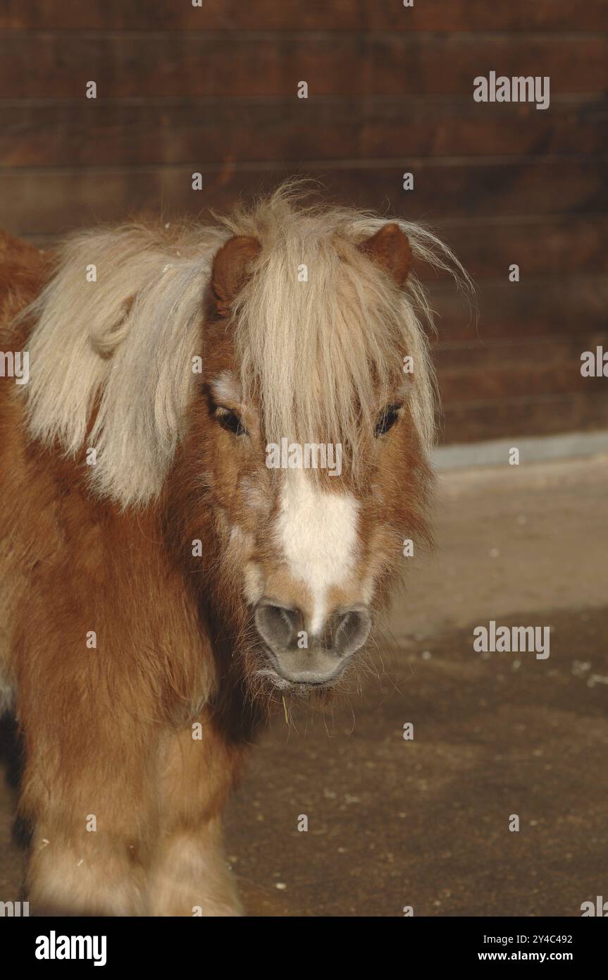 Shetland pony, head portrait Stock Photo - Alamy