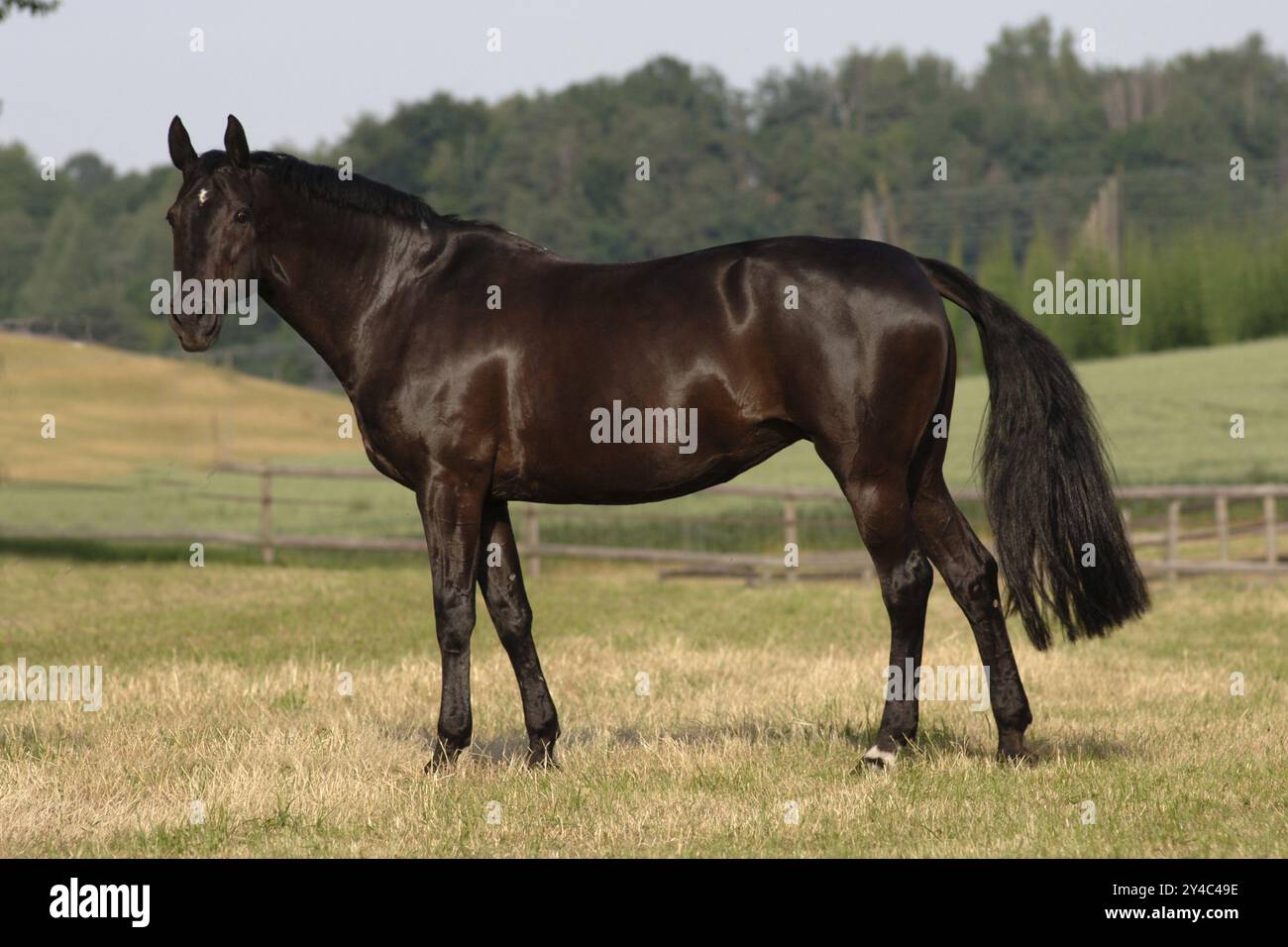 Holsteiner, black mare Stock Photo - Alamy