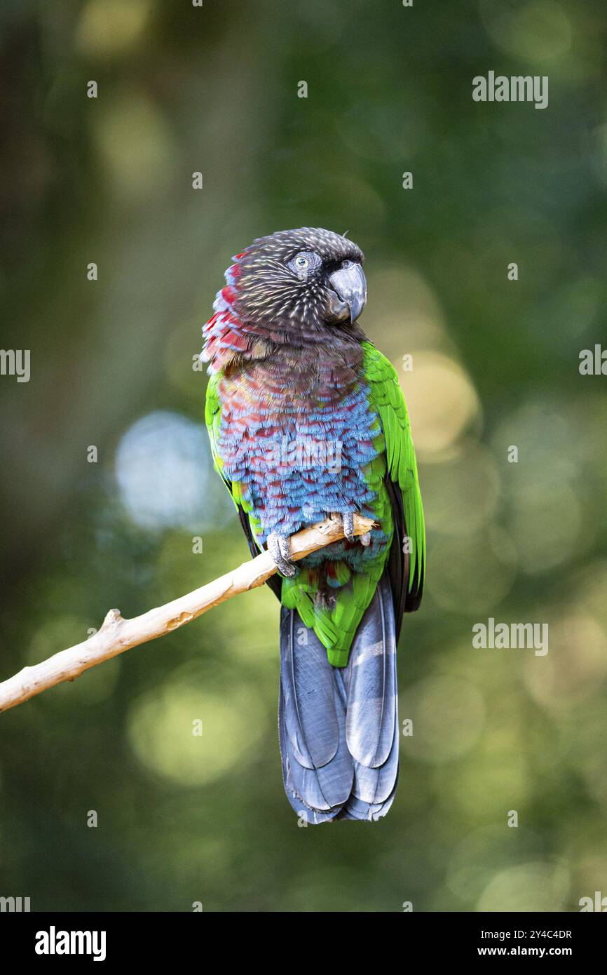 Red hawk parrot hi-res stock photography and images - Alamy