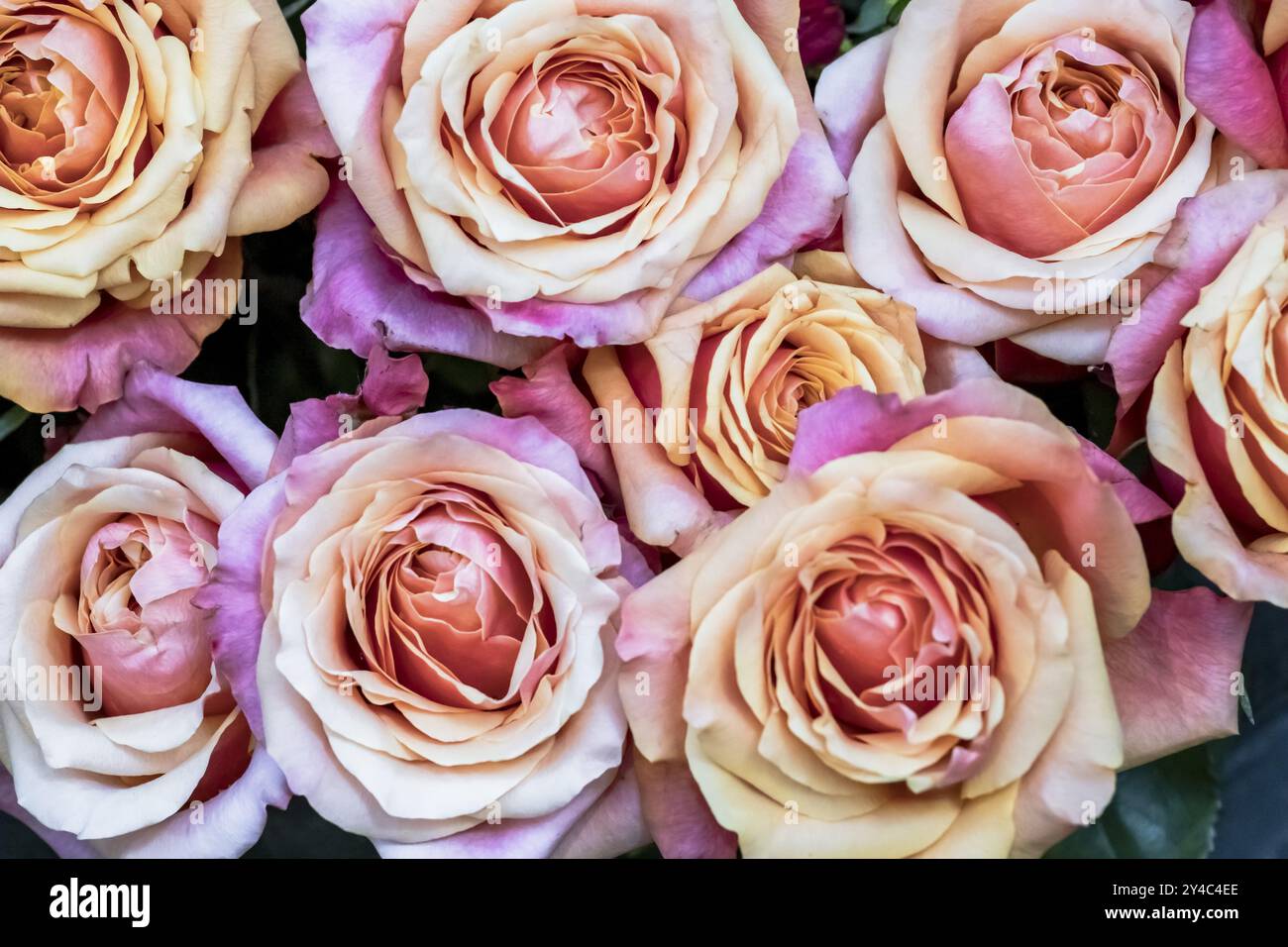Dusky pink rose hi-res stock photography and images - Alamy