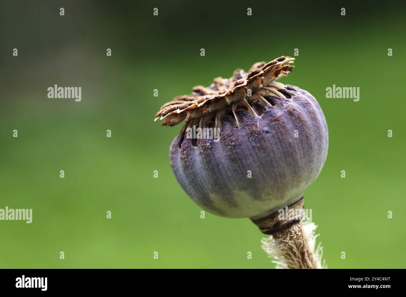 Empty seed pod hi-res stock photography and images - Alamy