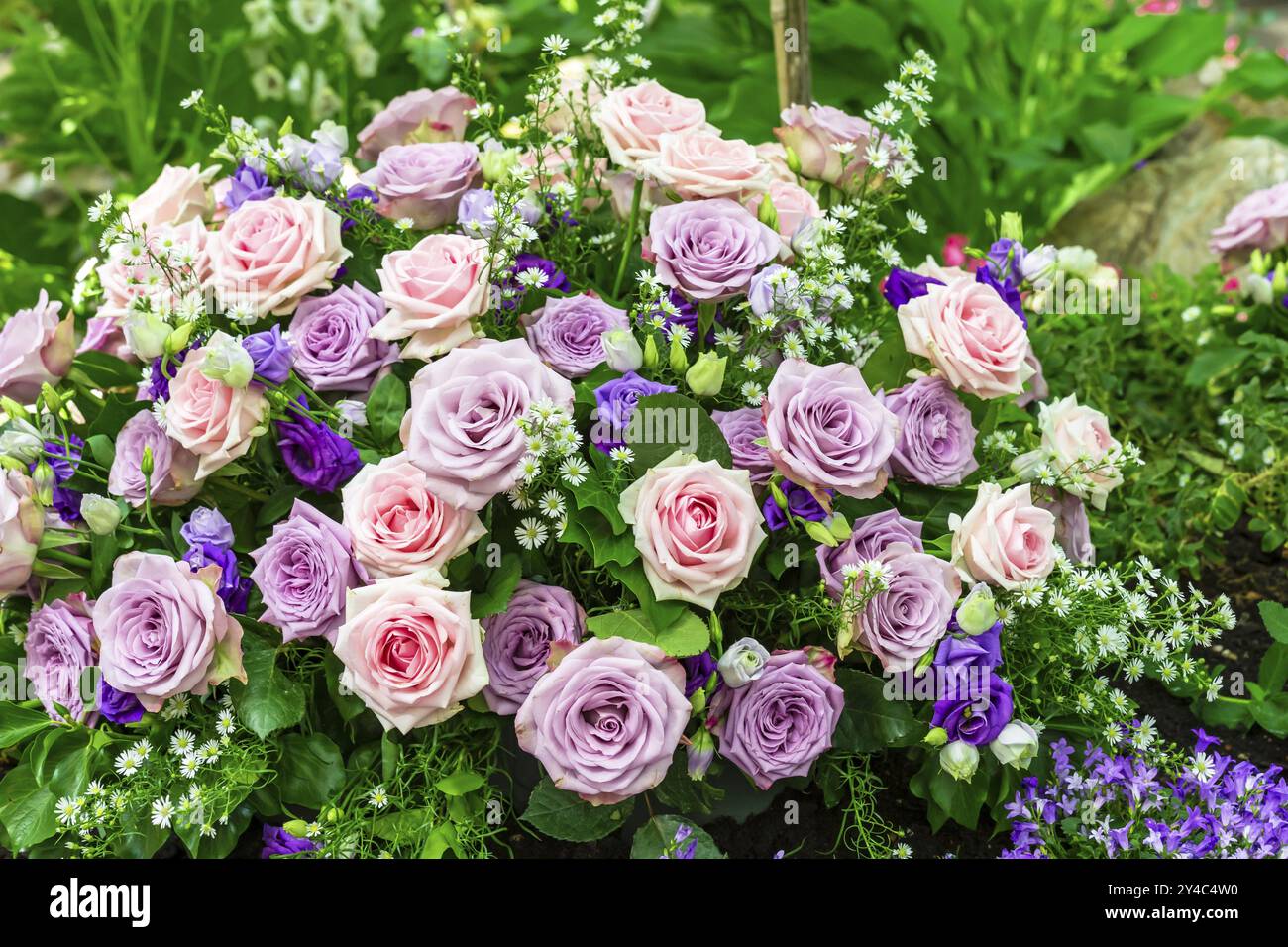 Blue roses hi-res stock photography and images - Alamy