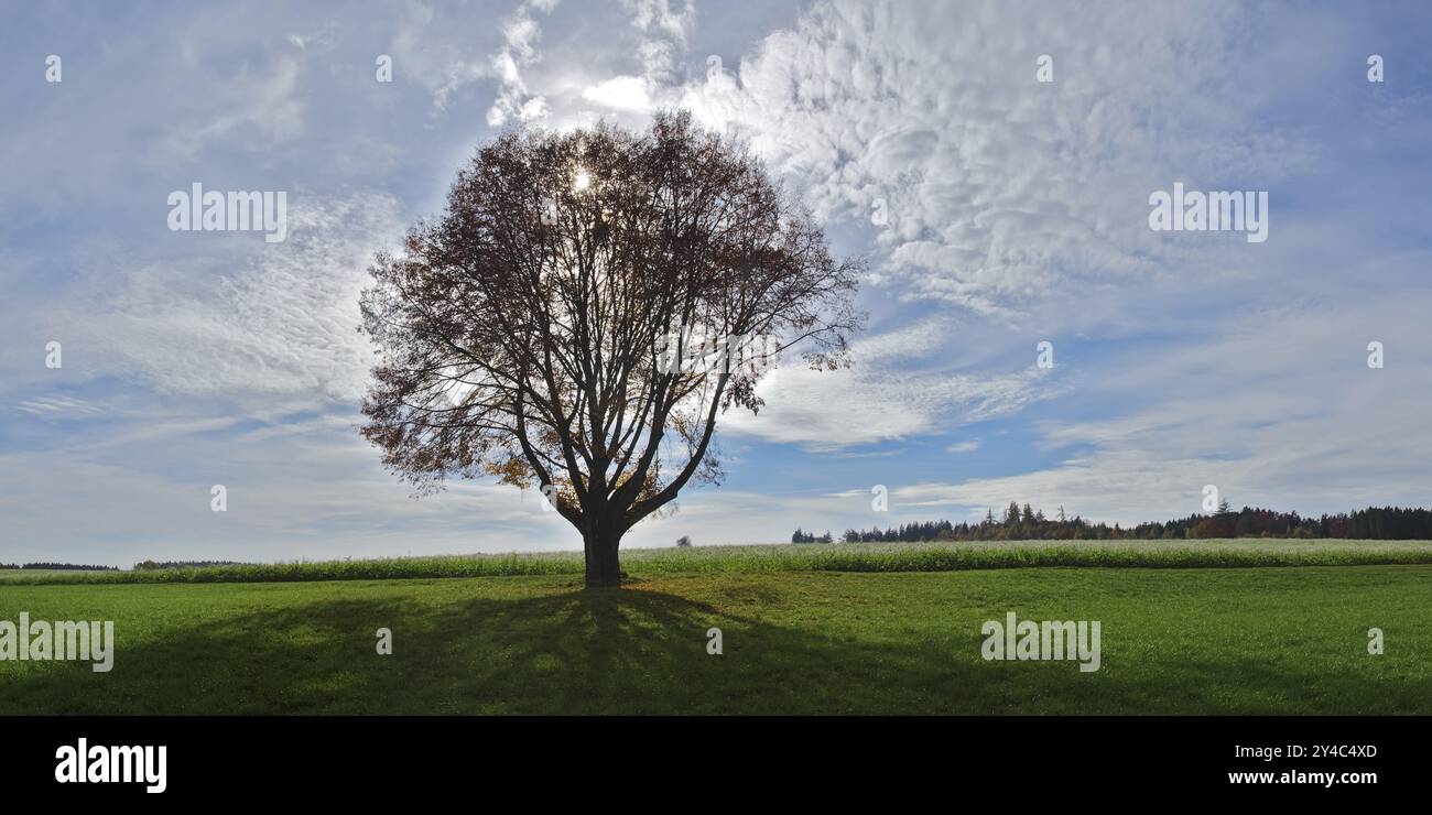 Single tree against the light Stock Photo - Alamy