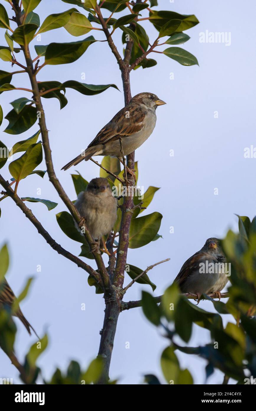 Three tree sparrows hi-res stock photography and images - Alamy