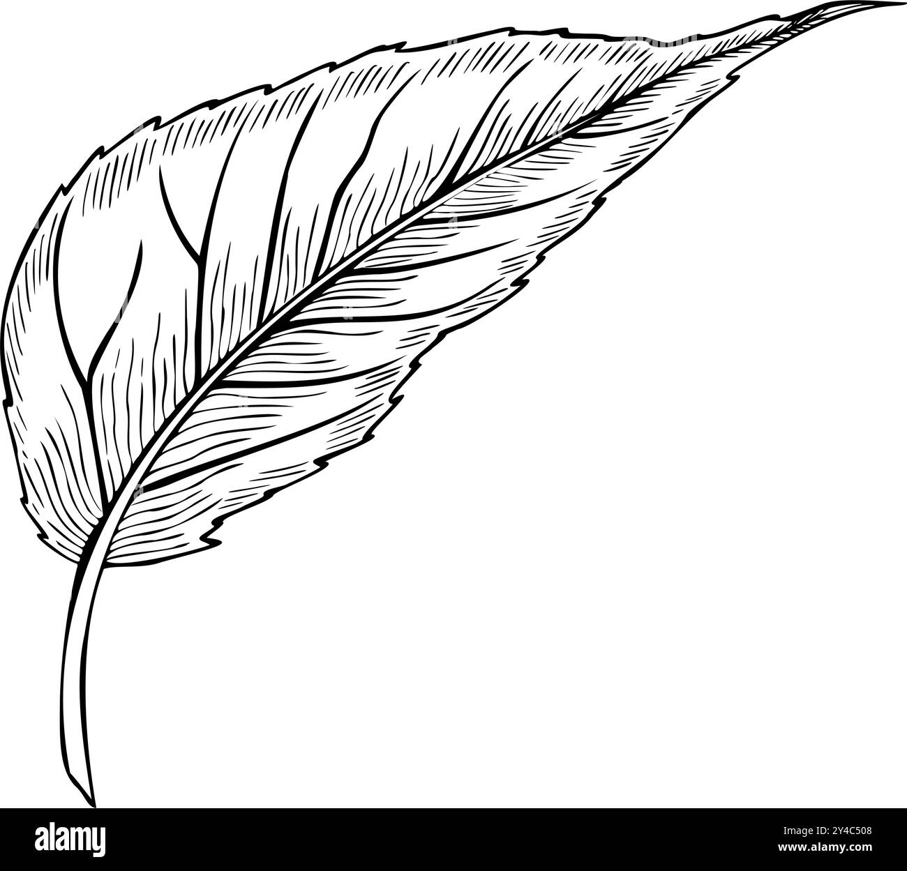Vector Illustration of sunflower Leaf. Black linear botanical drawing ...