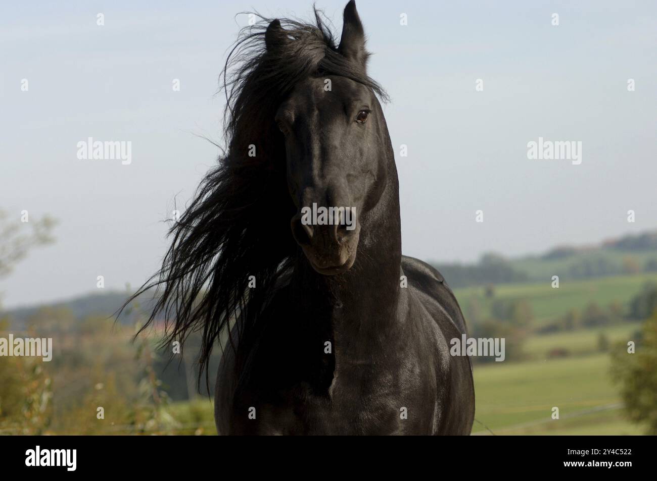 Thoroughbred black stallion galloping hi-res stock photography and ...