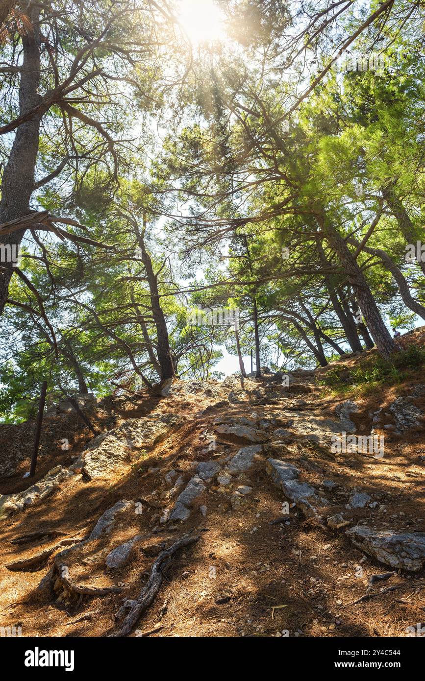 Sun in the trees hi-res stock photography and images - Alamy