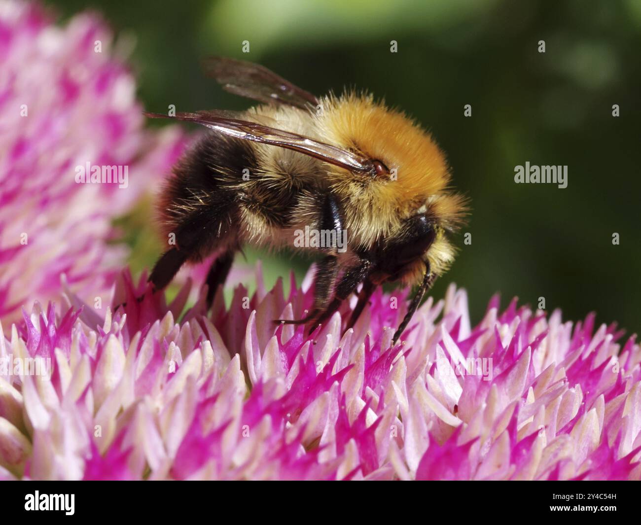 Common fat hen hi-res stock photography and images - Alamy