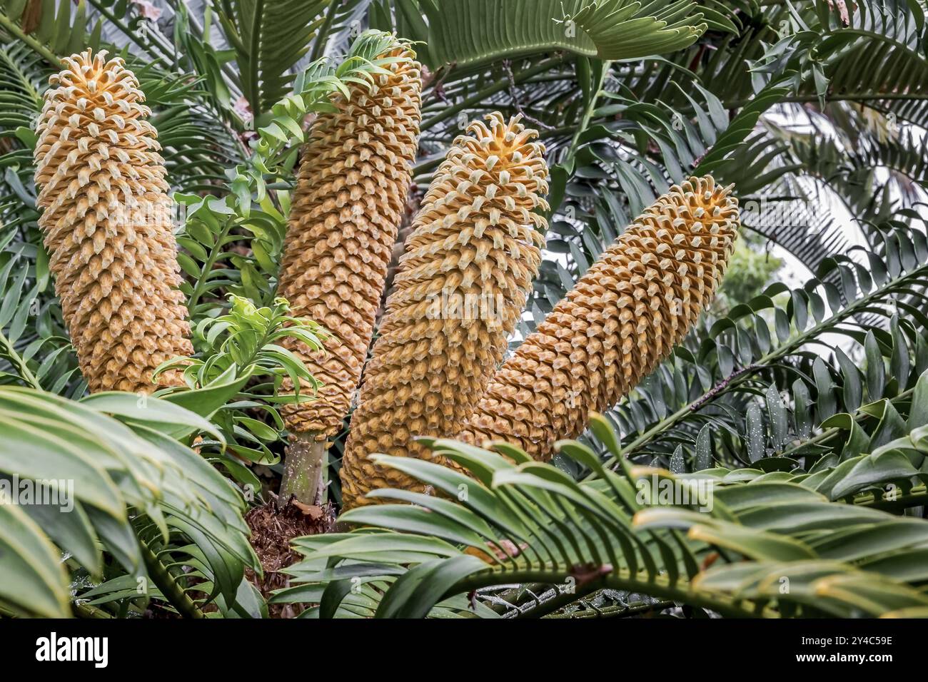 Flowering bread palm fern, Encephalartos altensteinii Clay, South ...