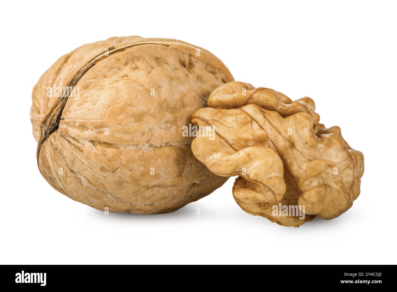 Ripe walnut close up isolated on a white background Stock Photo - Alamy