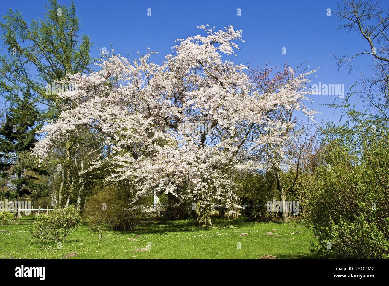 Japanese tree photography hi-res stock photography and images - Alamy
