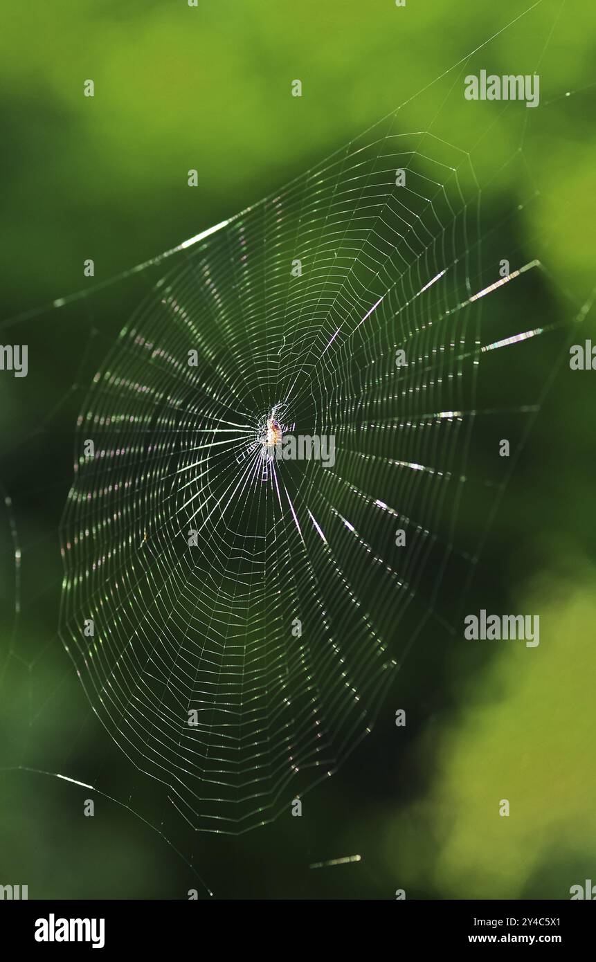 Wheel weaving spider hi-res stock photography and images - Alamy