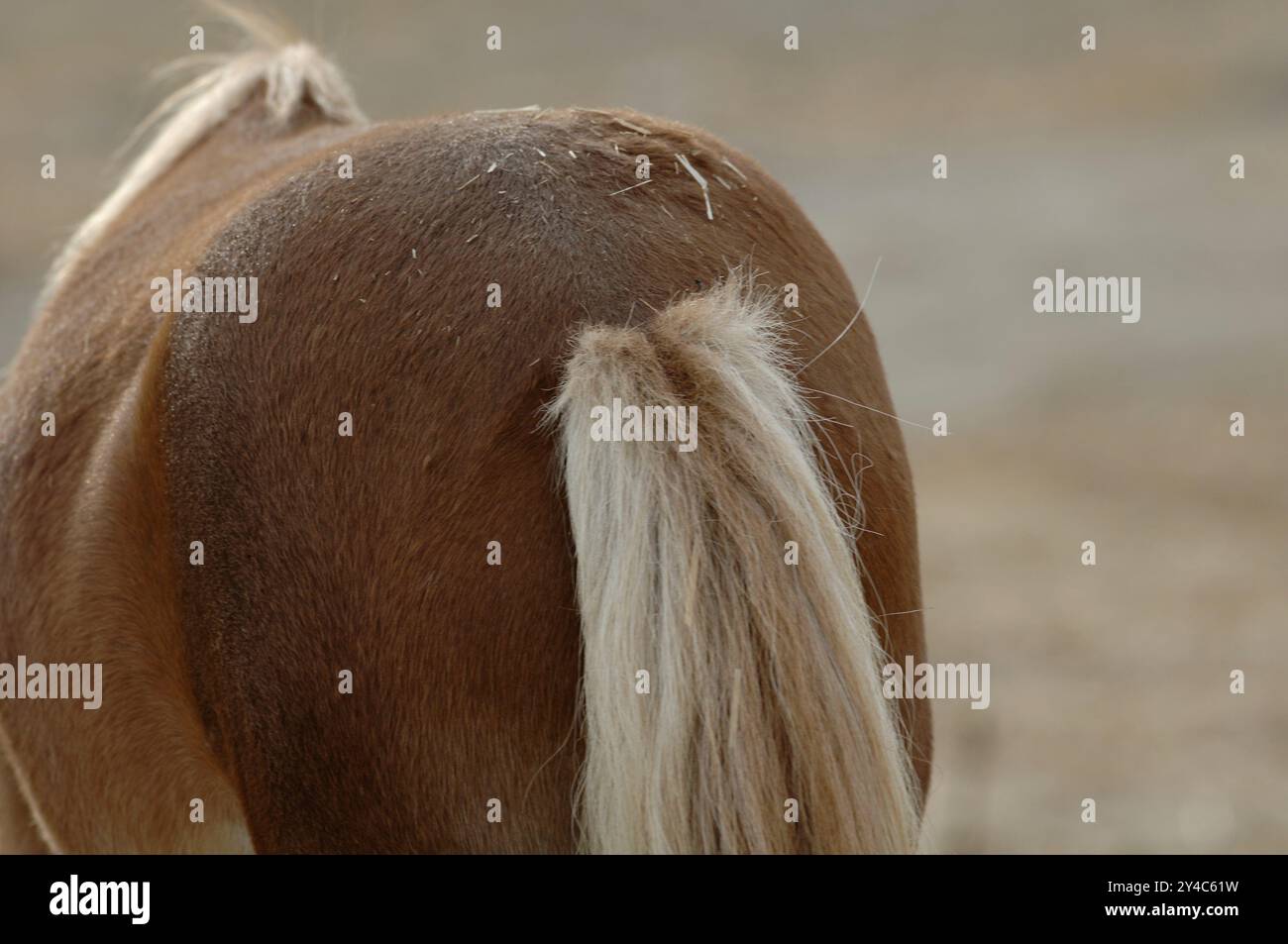 Chestnut coloured horse with chafed tail Stock Photo - Alamy