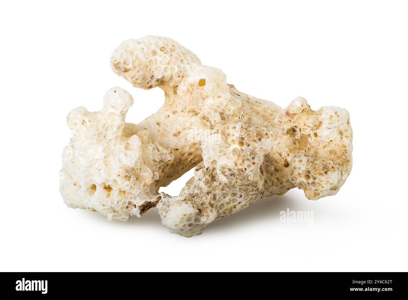 Background sea corals marine Cut Out Stock Images & Pictures - Alamy