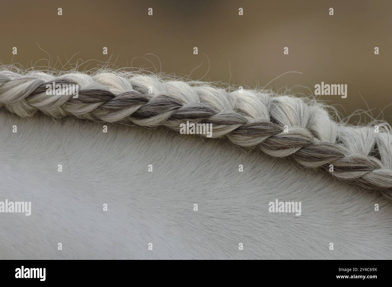 Artfully plaited mane of a grey horse at the mane crest Stock Photo - Alamy