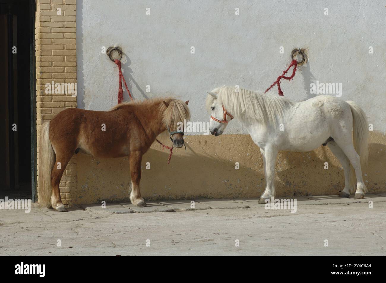 Chestnut and white pony, tethered to house wall with tether ring Stock ...
