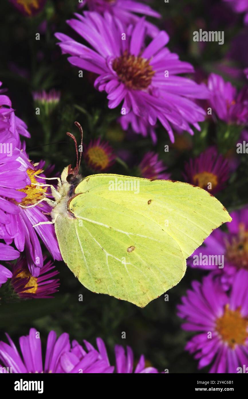 Lemon butterfly drinking nectar on an aster blossom Stock Photo - Alamy