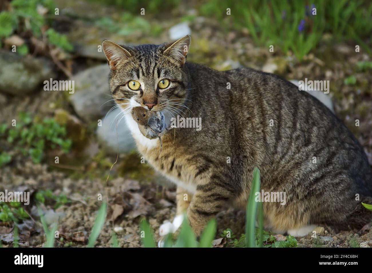 Cat with captured mouse Stock Photo - Alamy