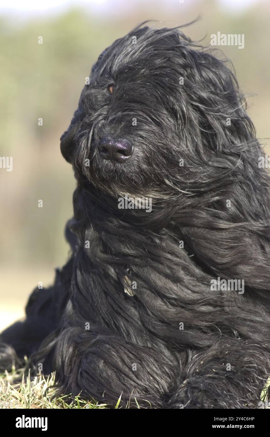 Black herding dog, Briard, blown hair, dark coat Stock Photo - Alamy